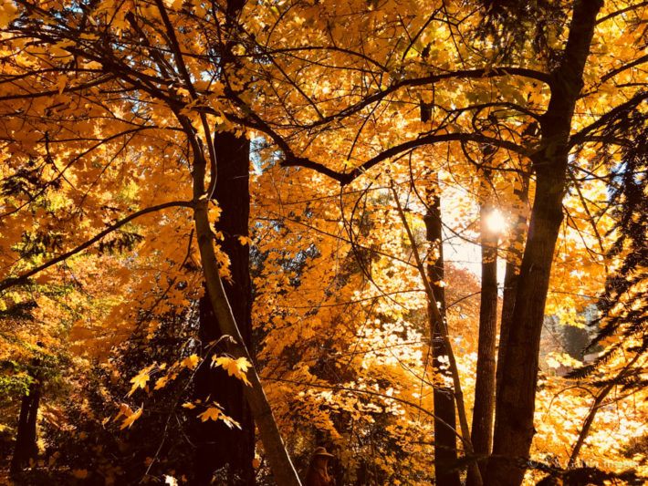 Where to See Spectacular Fall Colors in Southern Oregon