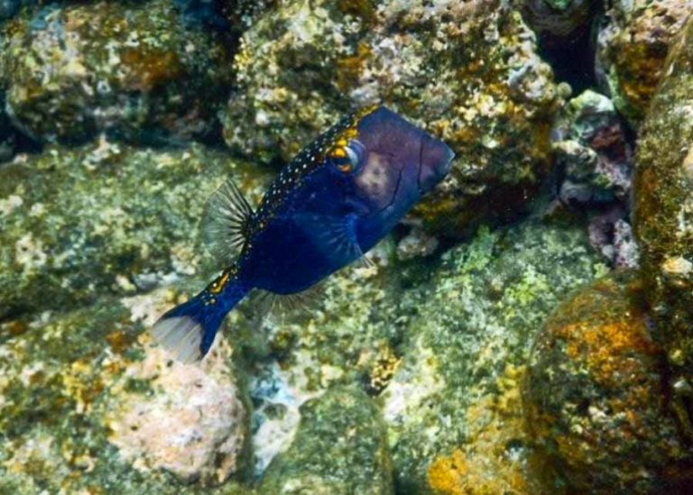 The 7 Most Beautiful Black Sand Beaches in Hawaii